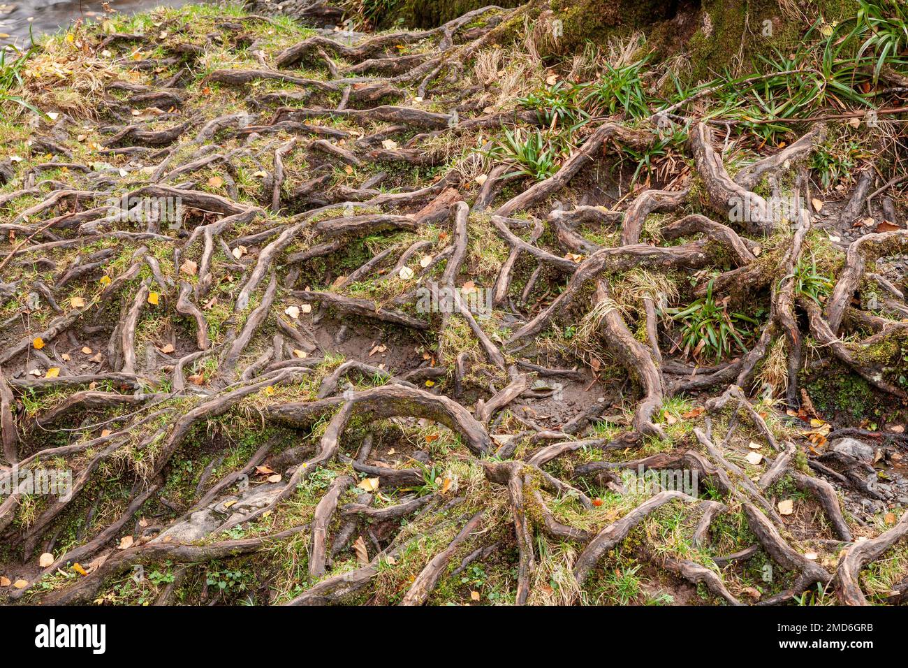 Exposed intertwined tree root system Stock Photo - Alamy
