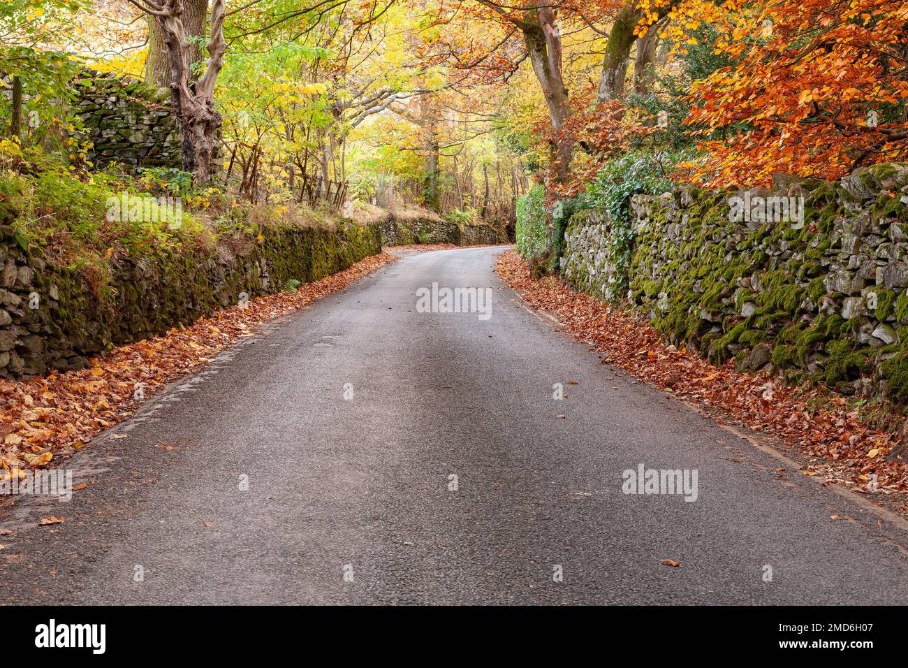 Road going through trees in autumnal colours Stock Photo - Alamy