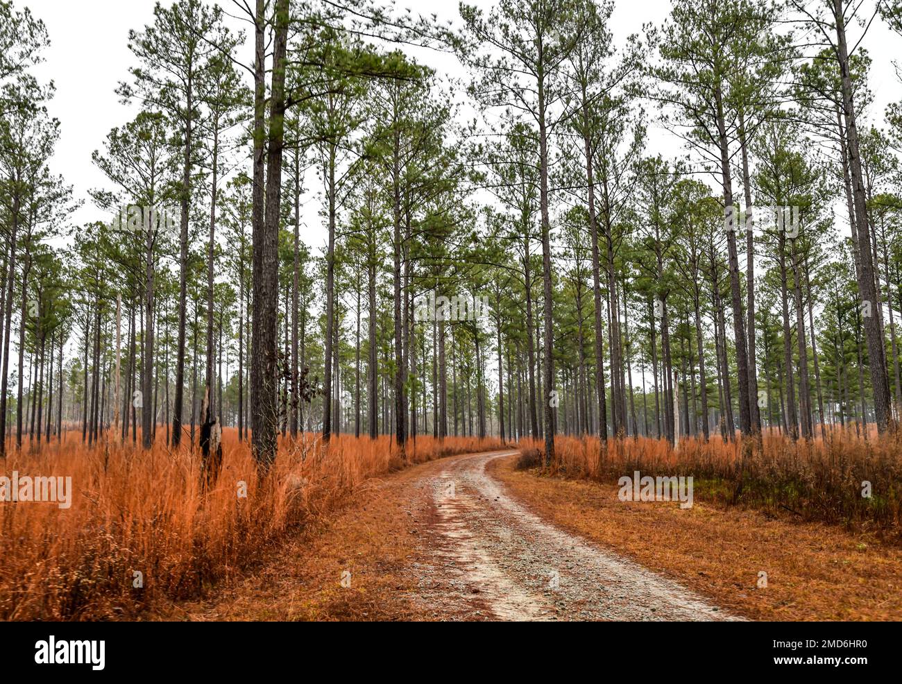 dirt path hiking trail through the tall pine tree forest Stock Photo ...