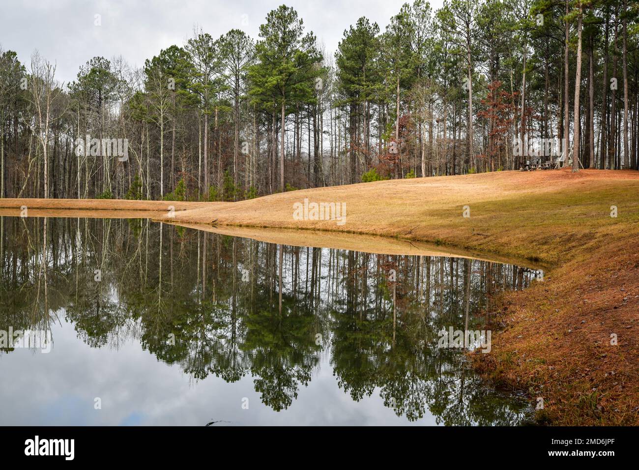 water reflections of pine trees along the pond Stock Photo - Alamy