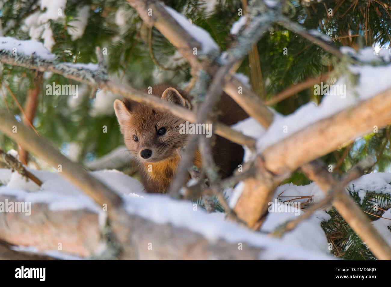 Close-up view of an American marten (Martes ameriana) looking down from ...