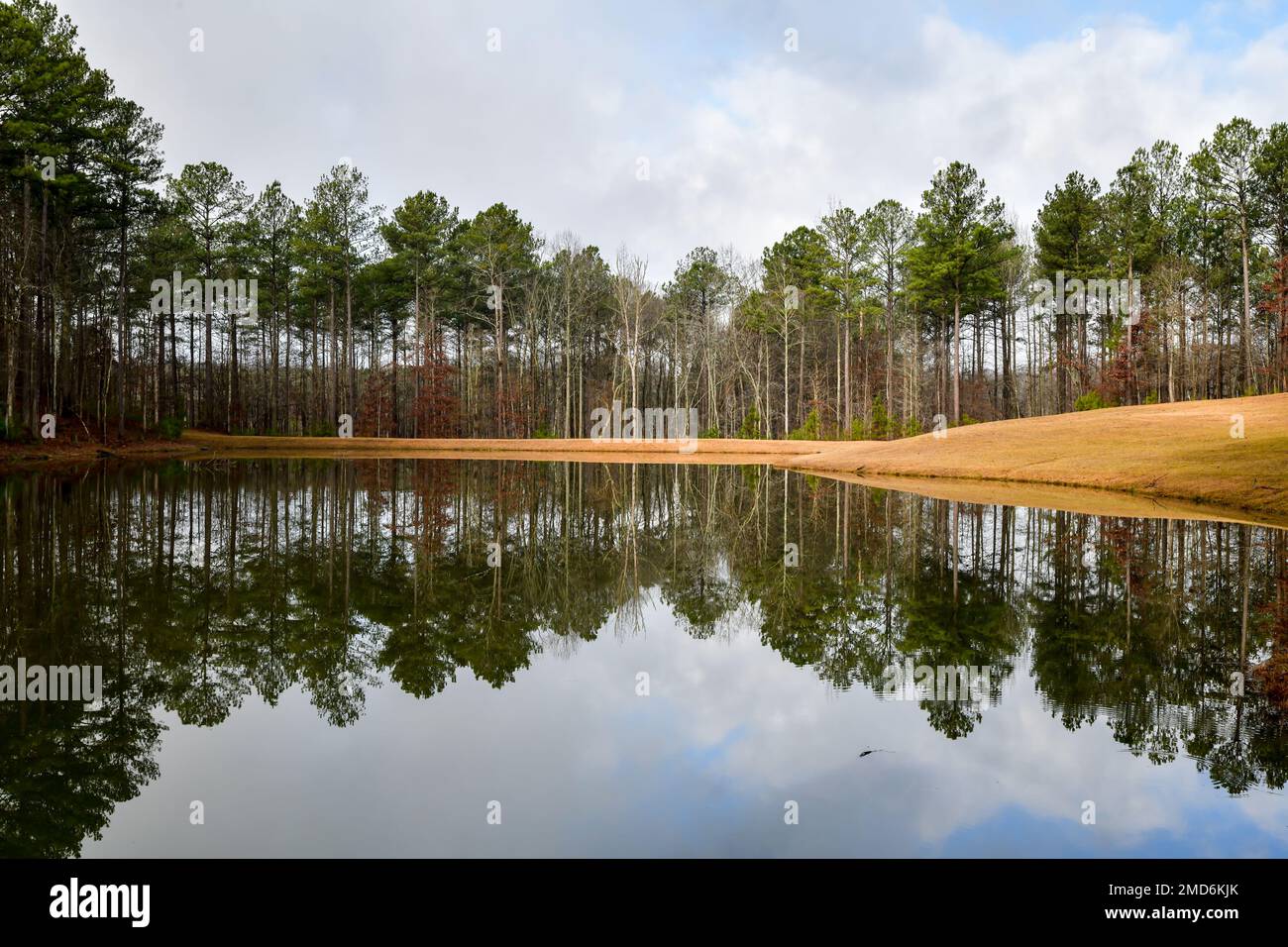 water reflections of pine trees along the pond Stock Photo - Alamy