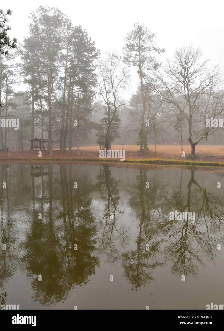 Morning fog rolling across the calm pond water Stock Photo - Alamy