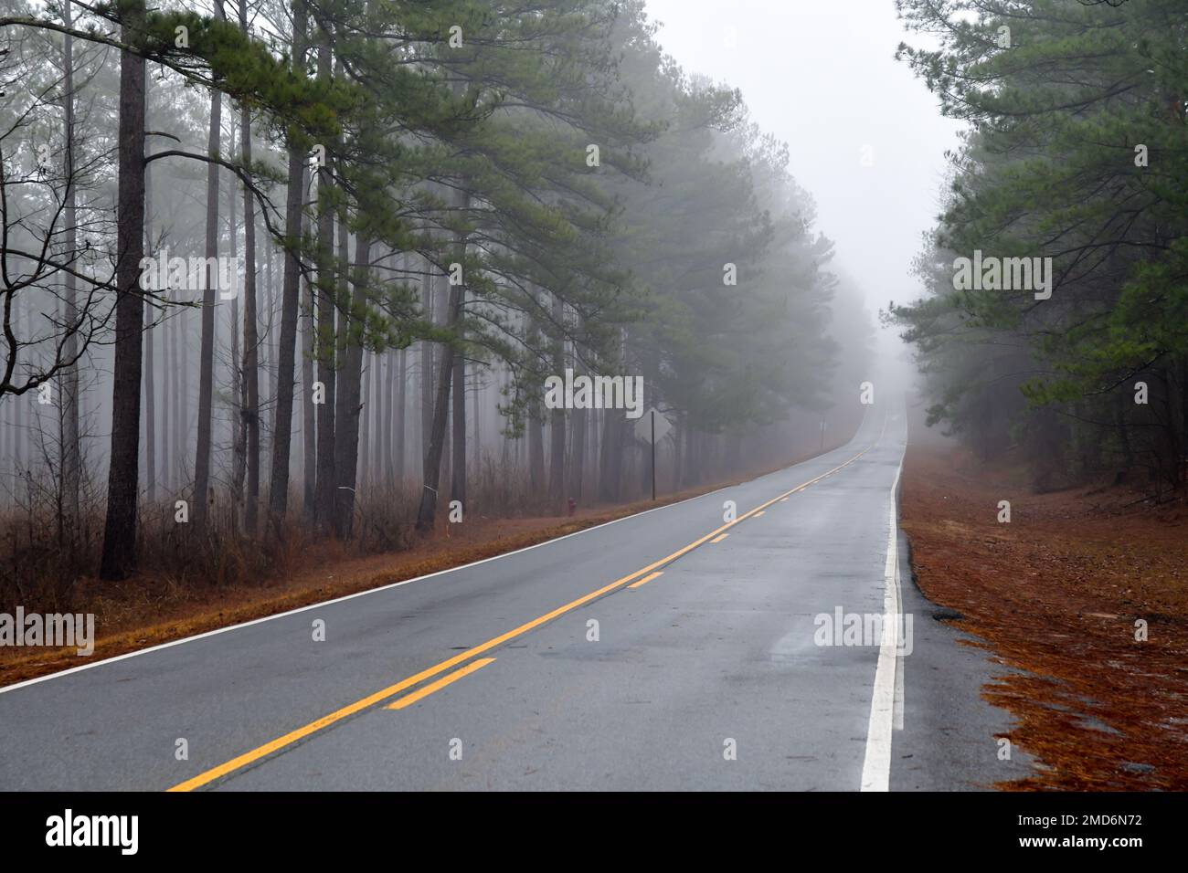 Low angle view of paved road through the fog and Georgia pine trees ...