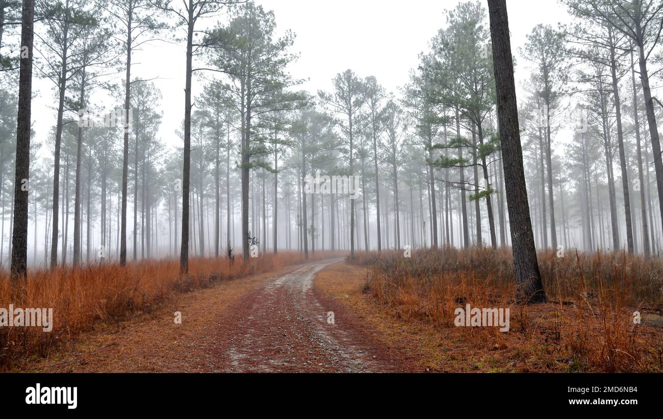 Foggy road through pine hi-res stock photography and images - Alamy