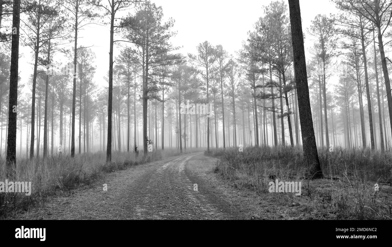 Empty dirt road path through the fog and tall pine trees Stock Photo ...