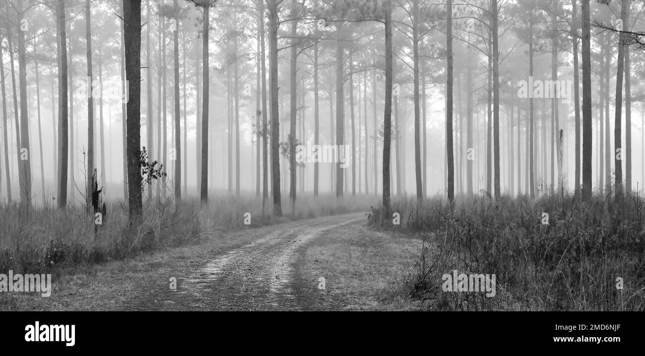 Empty dirt road path through the fog and tall pine trees Stock Photo ...