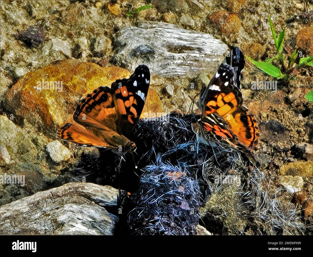 Butterflies are seen July 13, 2022, during a Natural Resources ...