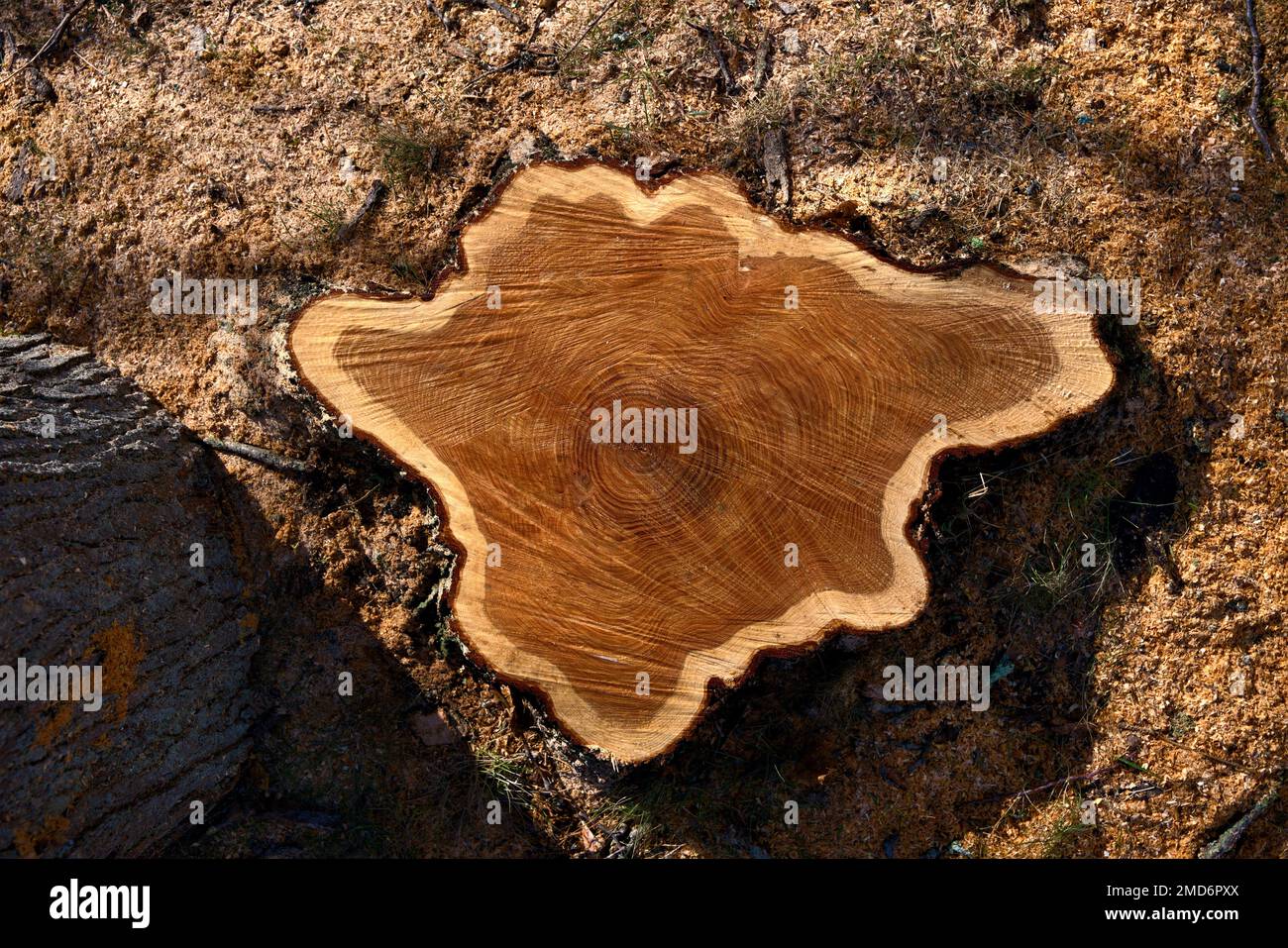 A closeup of a tree bark texture Stock Photo - Alamy