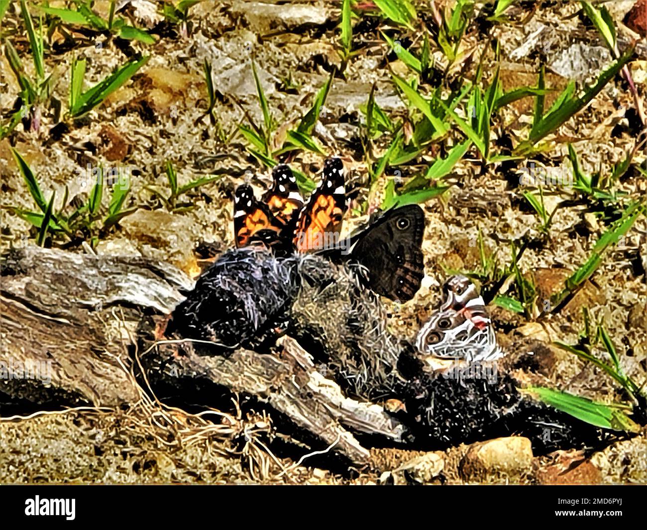 Butterflies are seen July 13, 2022, during a Natural Resources ...