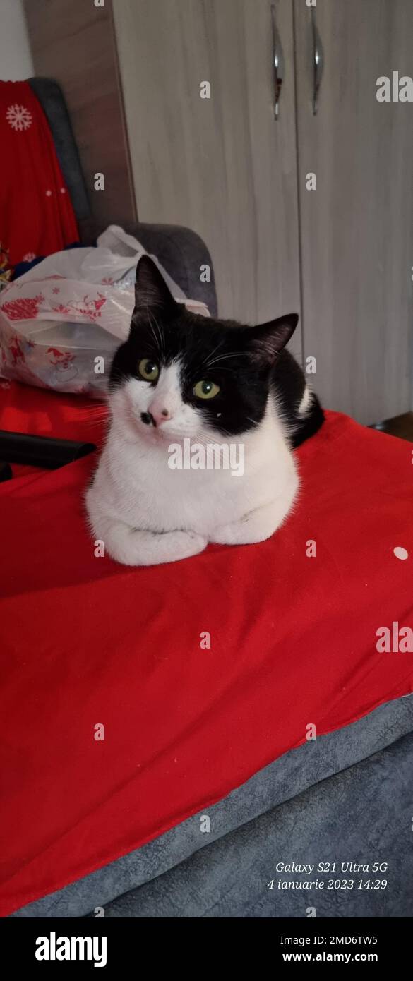 A vertical shot of a cat lying on a bed wit red coveer Stock Photo - Alamy