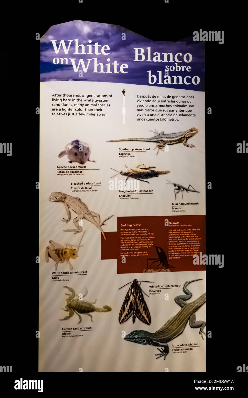 Exhibit about animal color adaptations to living on gypsum sand in ...