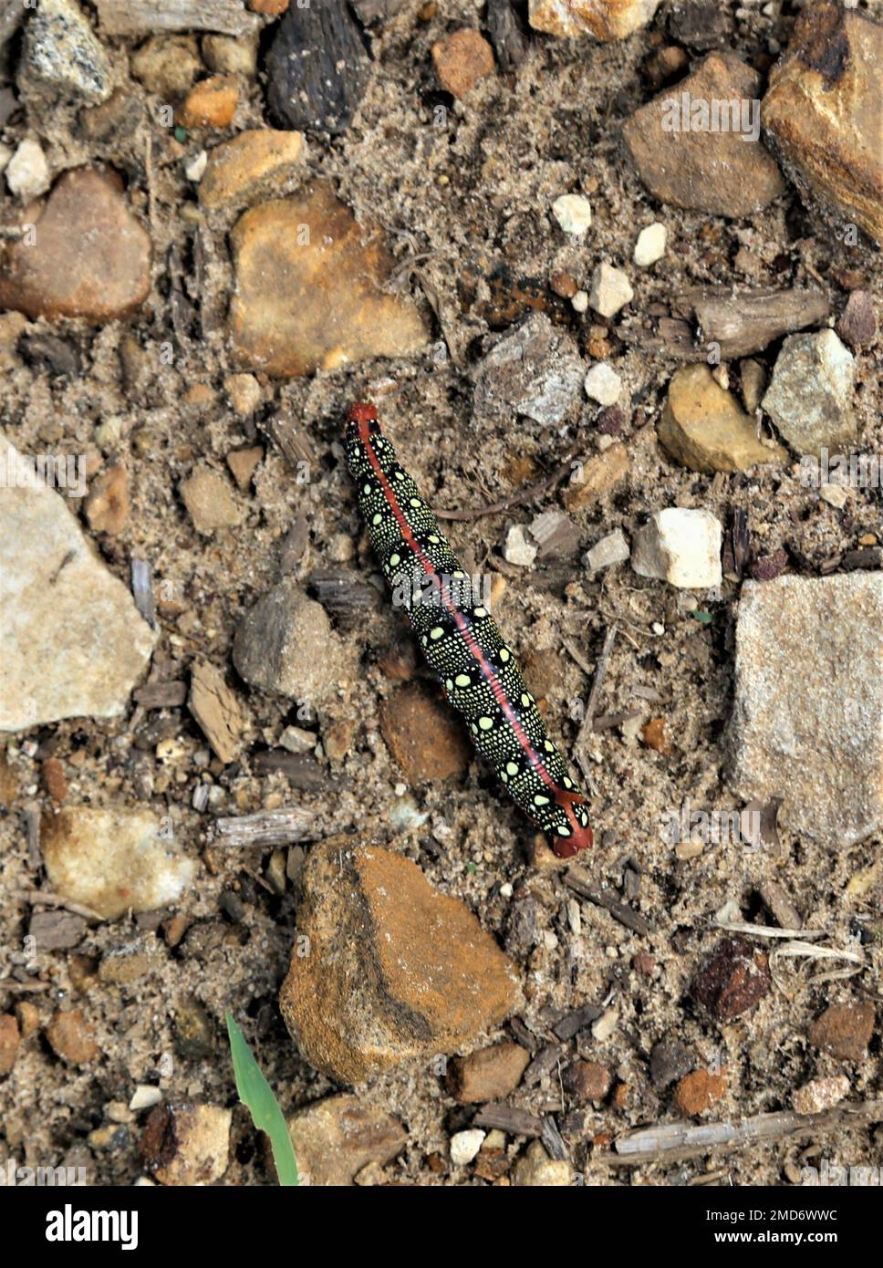 A Spurge Hawk Moth caterpillar is seen July 13, 2022, during a Natural ...