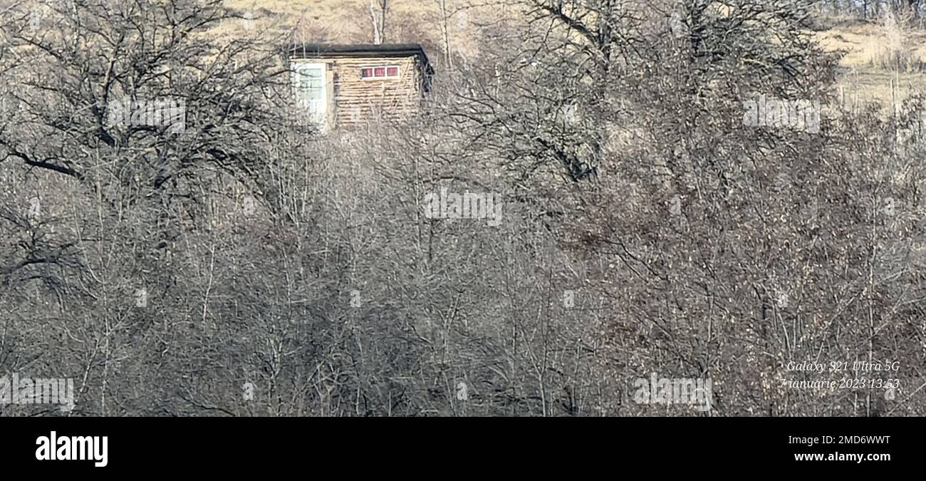 A natural view of thick bushes and a small houes in a forest Stock ...