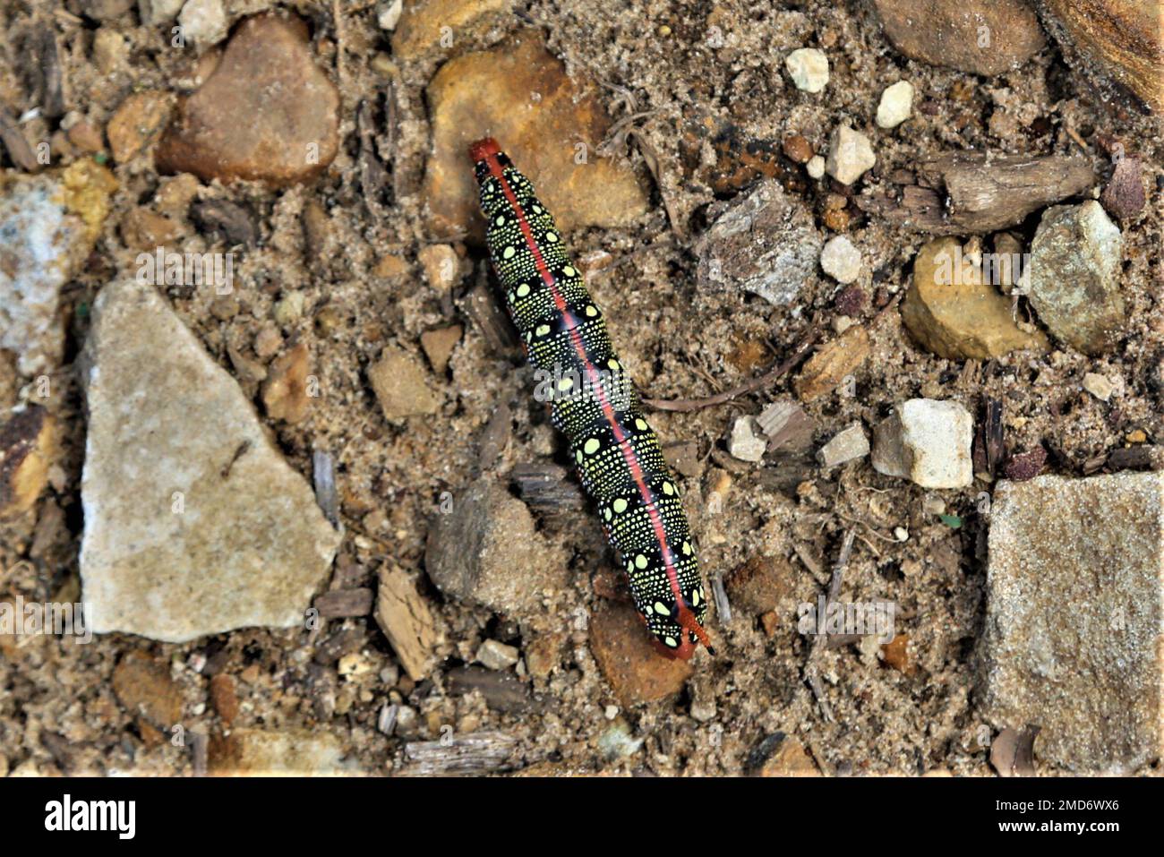 A Spurge Hawk Moth caterpillar is seen July 13, 2022, during a Natural ...