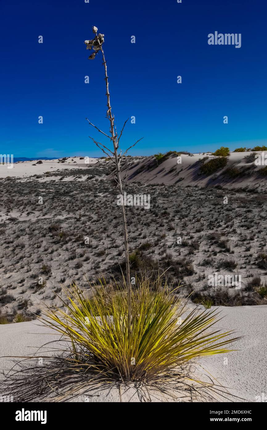 Soaptree Yucca, Yucca elata, growing in the shifting gypsum dunes of ...