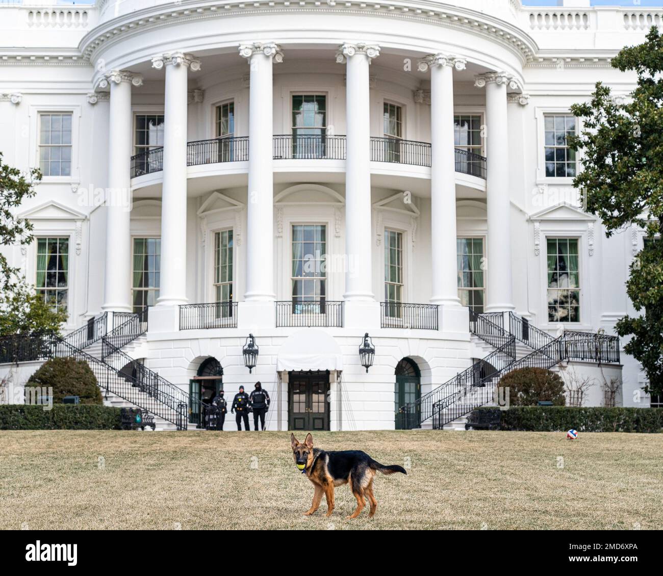 Reportage: Biden family dog Commander plays with a tennis ball on the ...