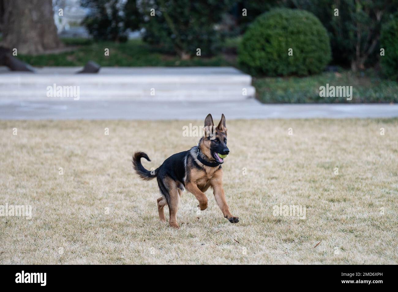 Reportage: President Joe Biden plays with the Biden family dog ...