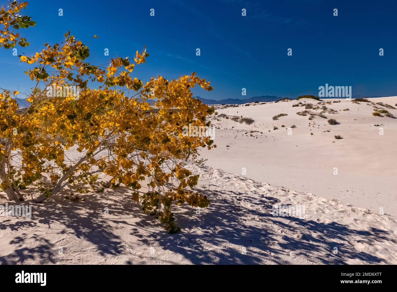 Autumn Rio Grande Cottonwood leaves casting shadows on the sand in ...