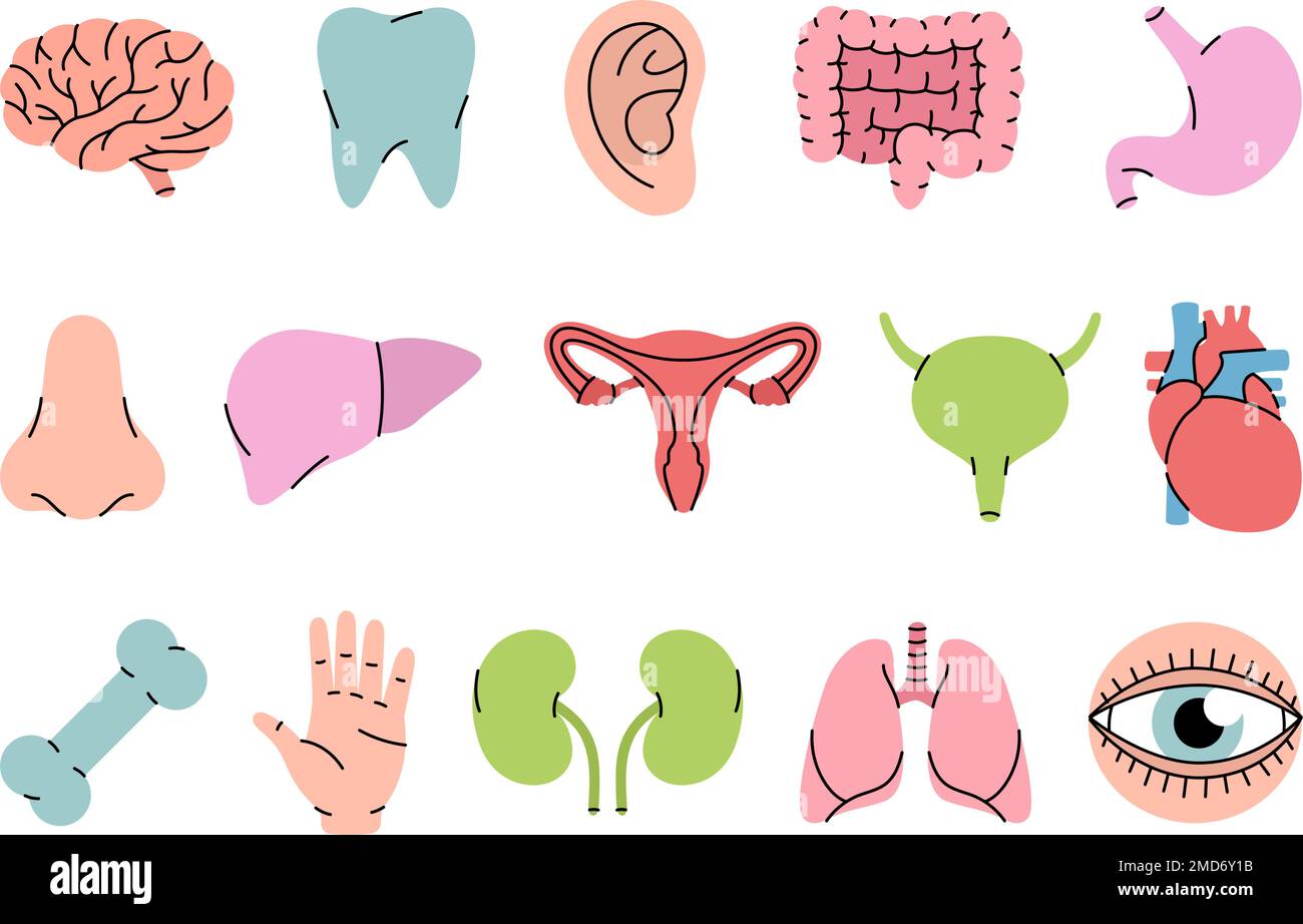 Set of human organs symbol. Brain, tooth, ear, intestines, stomach ...