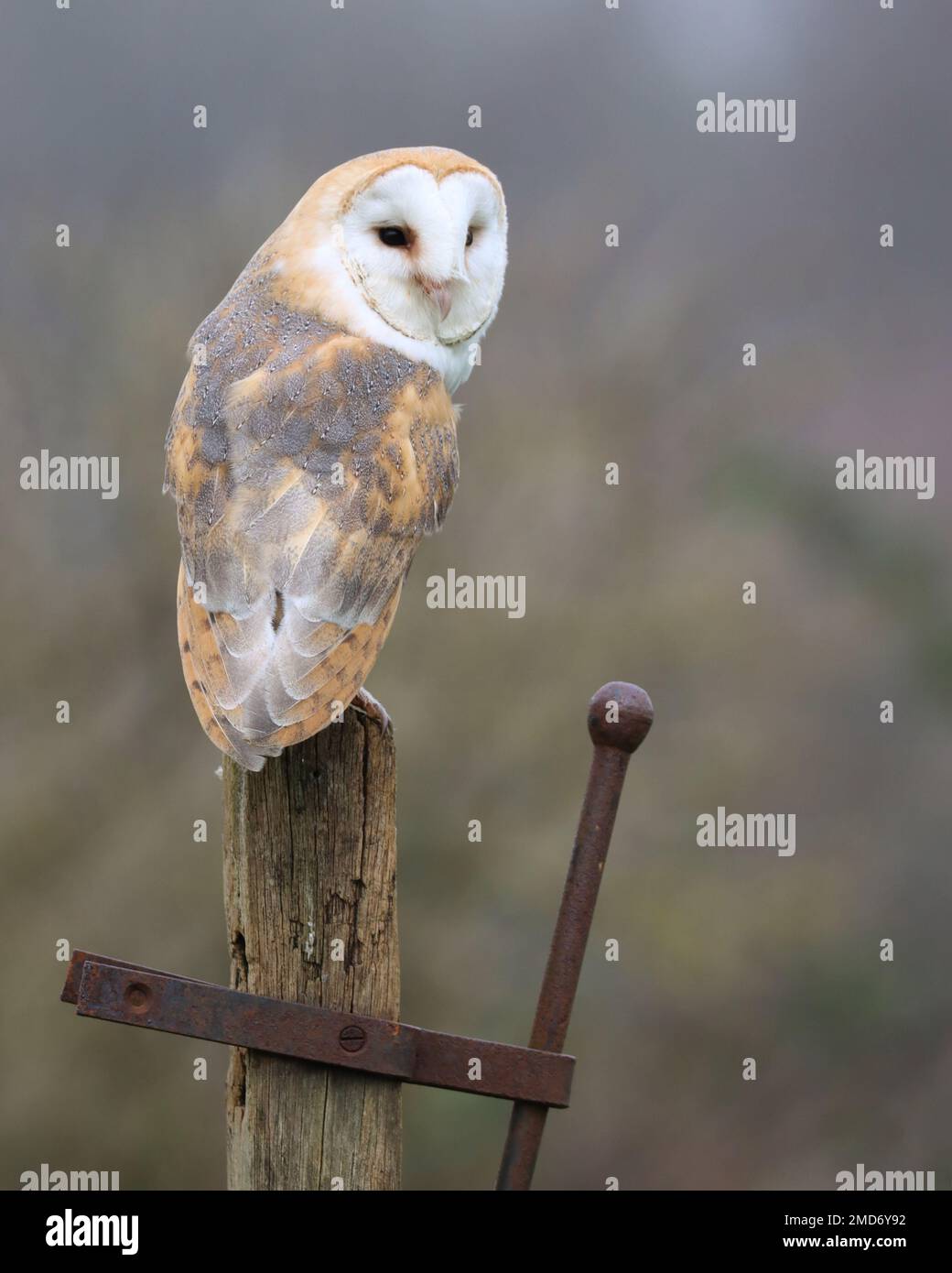 Barn owl perched watching hi-res stock photography and images - Alamy