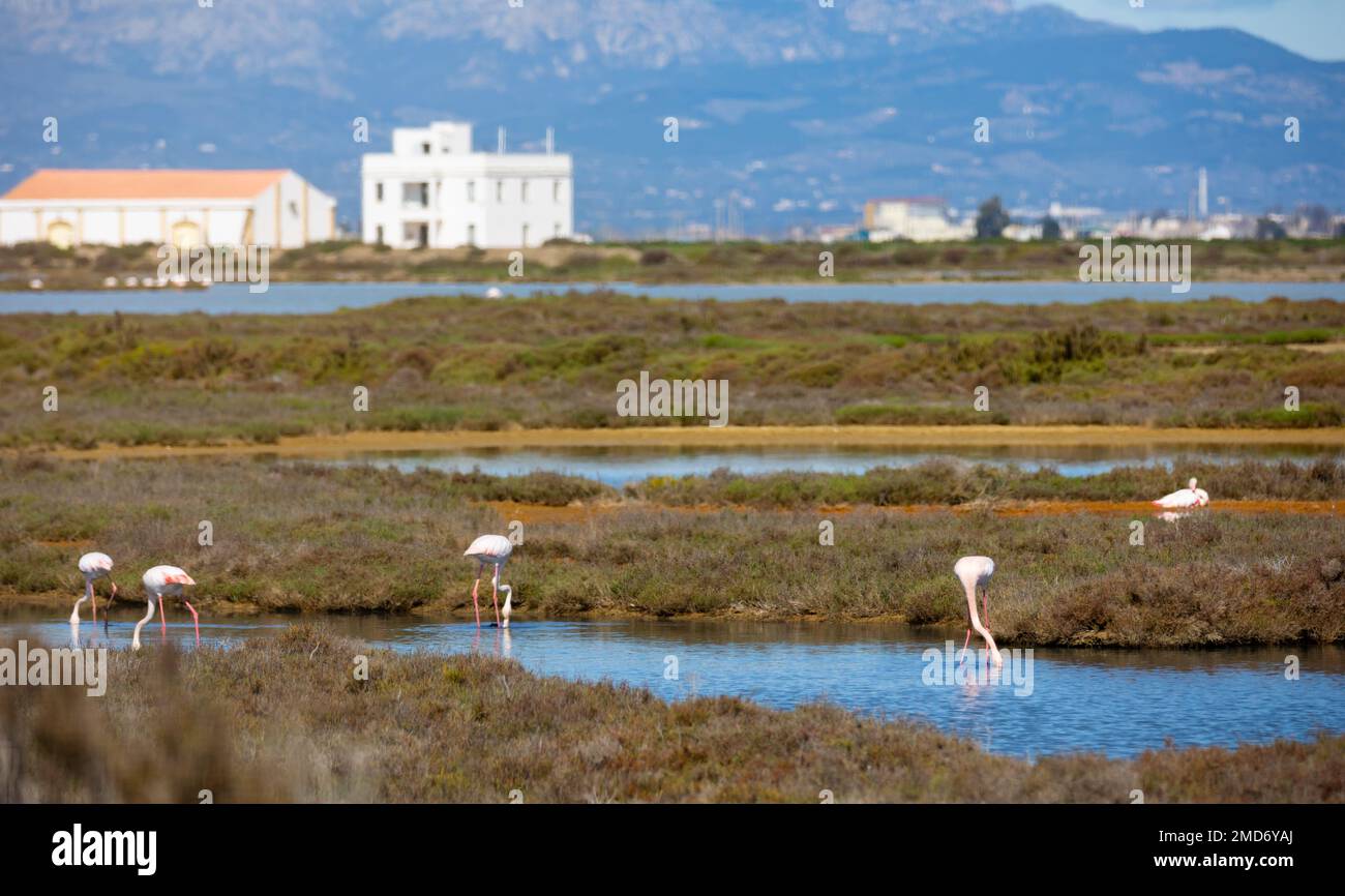 Main attraction of Spanish Natural Reserve Delta del Ebro - group of ...