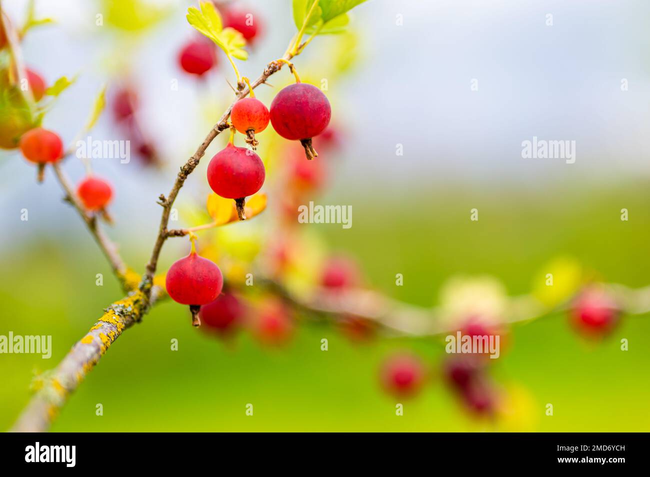 Bunch of vibrant juicy red gooseberries growing on the shrub. Closeup ...