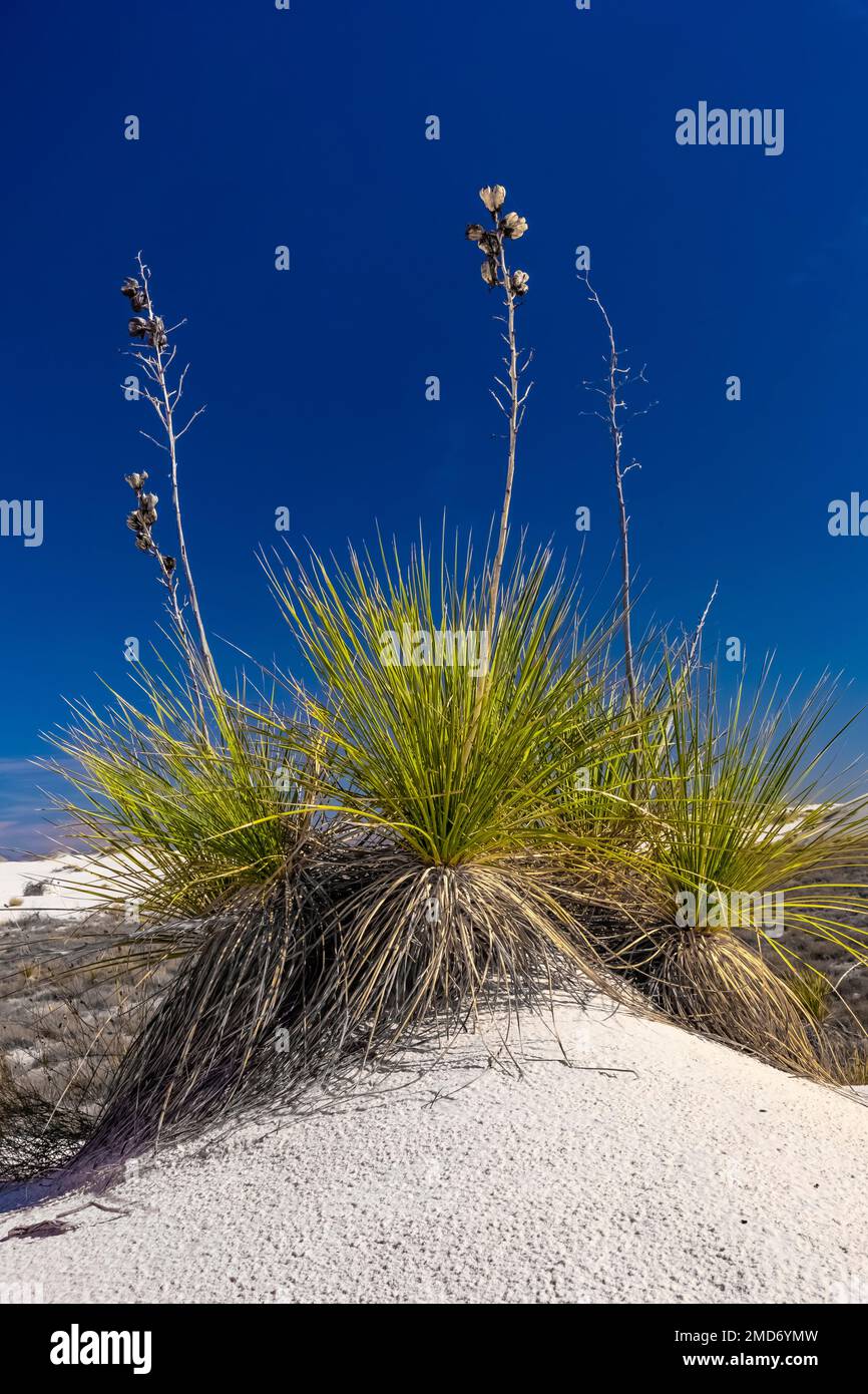 Soaptree Yucca, Yucca elata, growing in the shifting gypsum dunes of ...