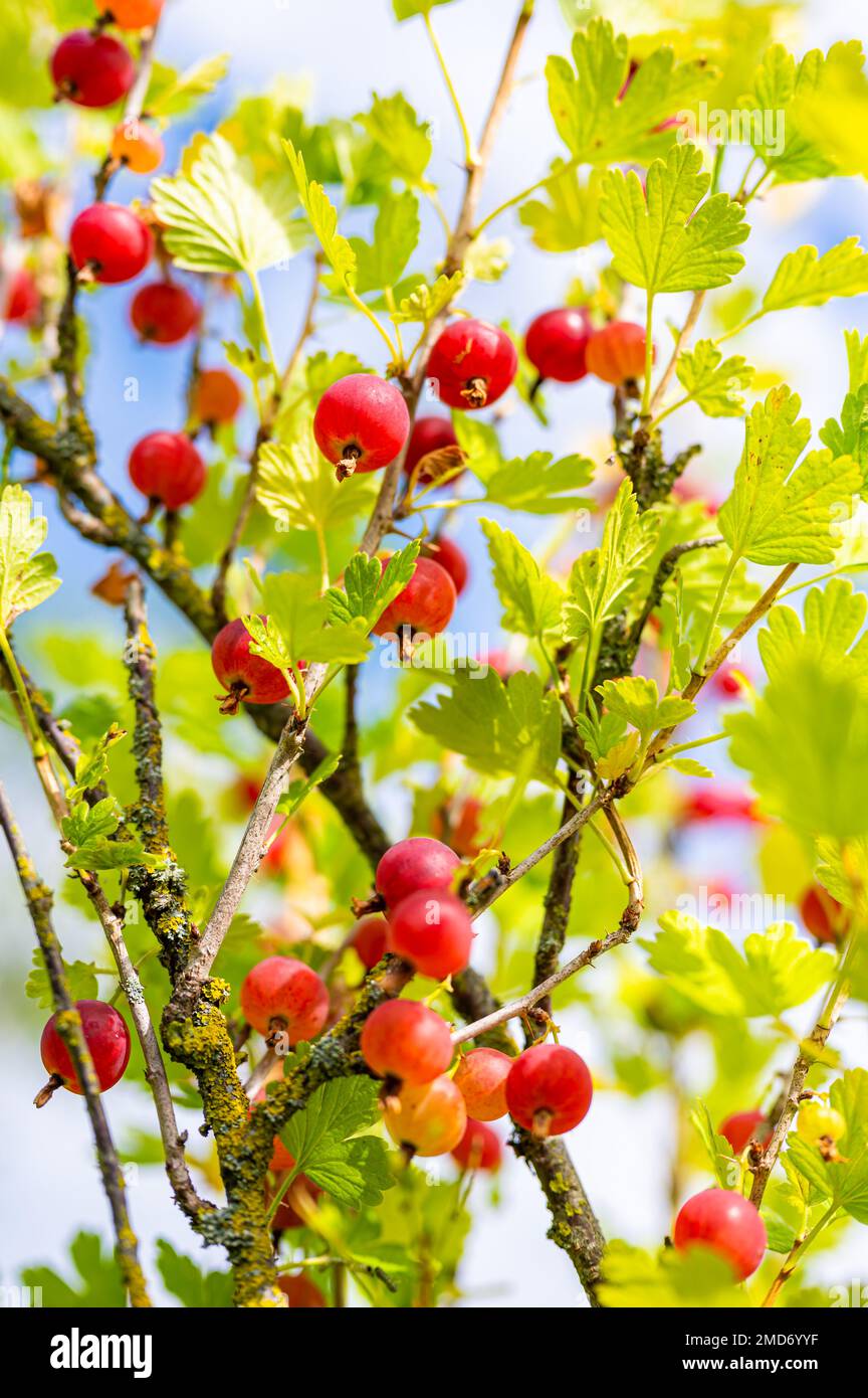 Bunch of vibrant juicy red gooseberries growing on the shrub. Closeup ...
