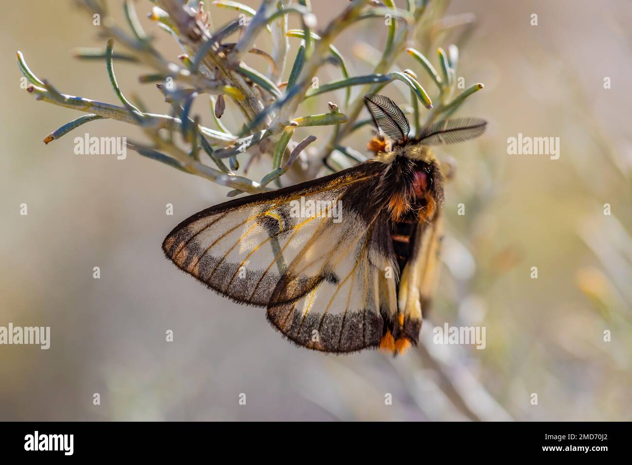 Nevada Buck Moth Hemileuca nevadensis, male looking to mate near ...