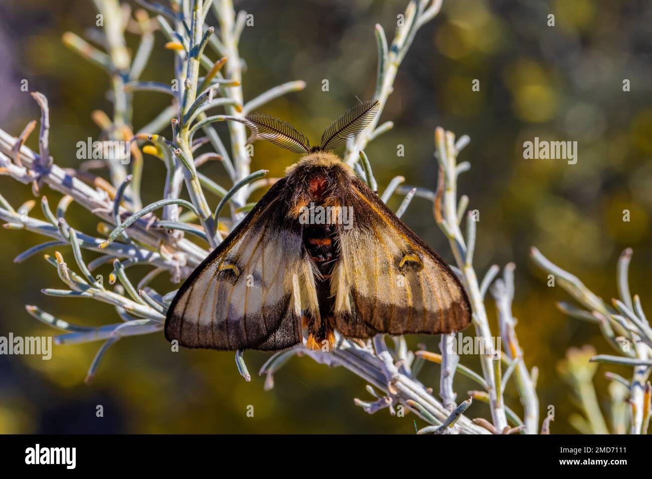 Nevada Buck Moth Hemileuca nevadensis, male looking to mate near ...