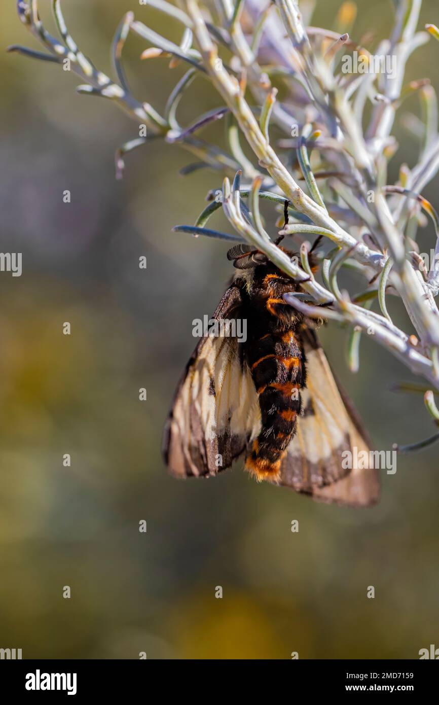 Nevada Buck Moth Hemileuca nevadensis, male looking to mate near ...