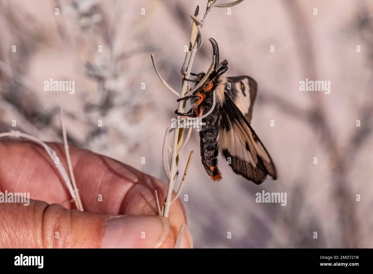 Nevada Buck Moth Hemileuca nevadensis, male looking to mate near ...