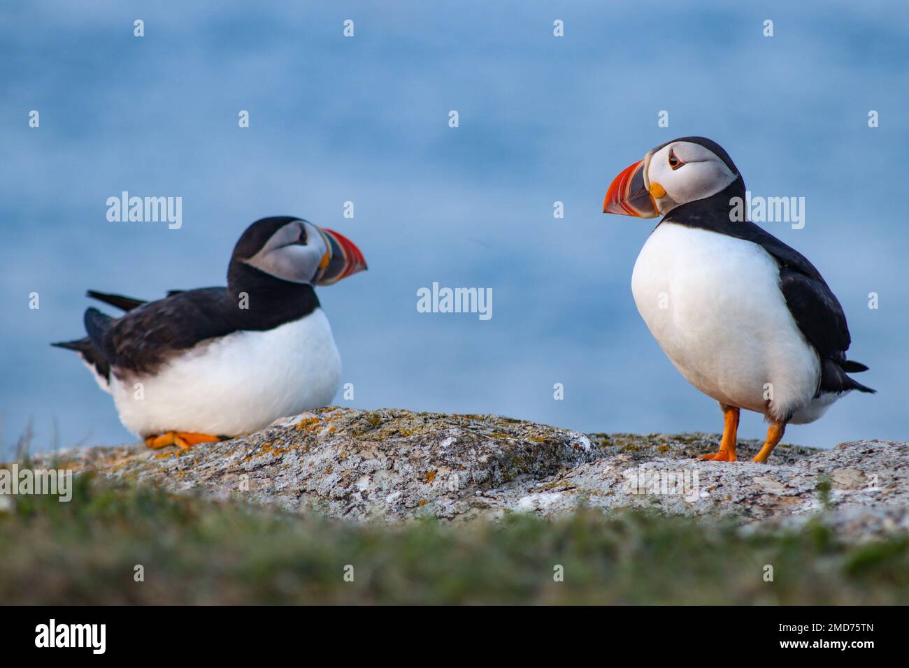A view of the Atlantic puffin birds on the sea coast Stock Photo - Alamy