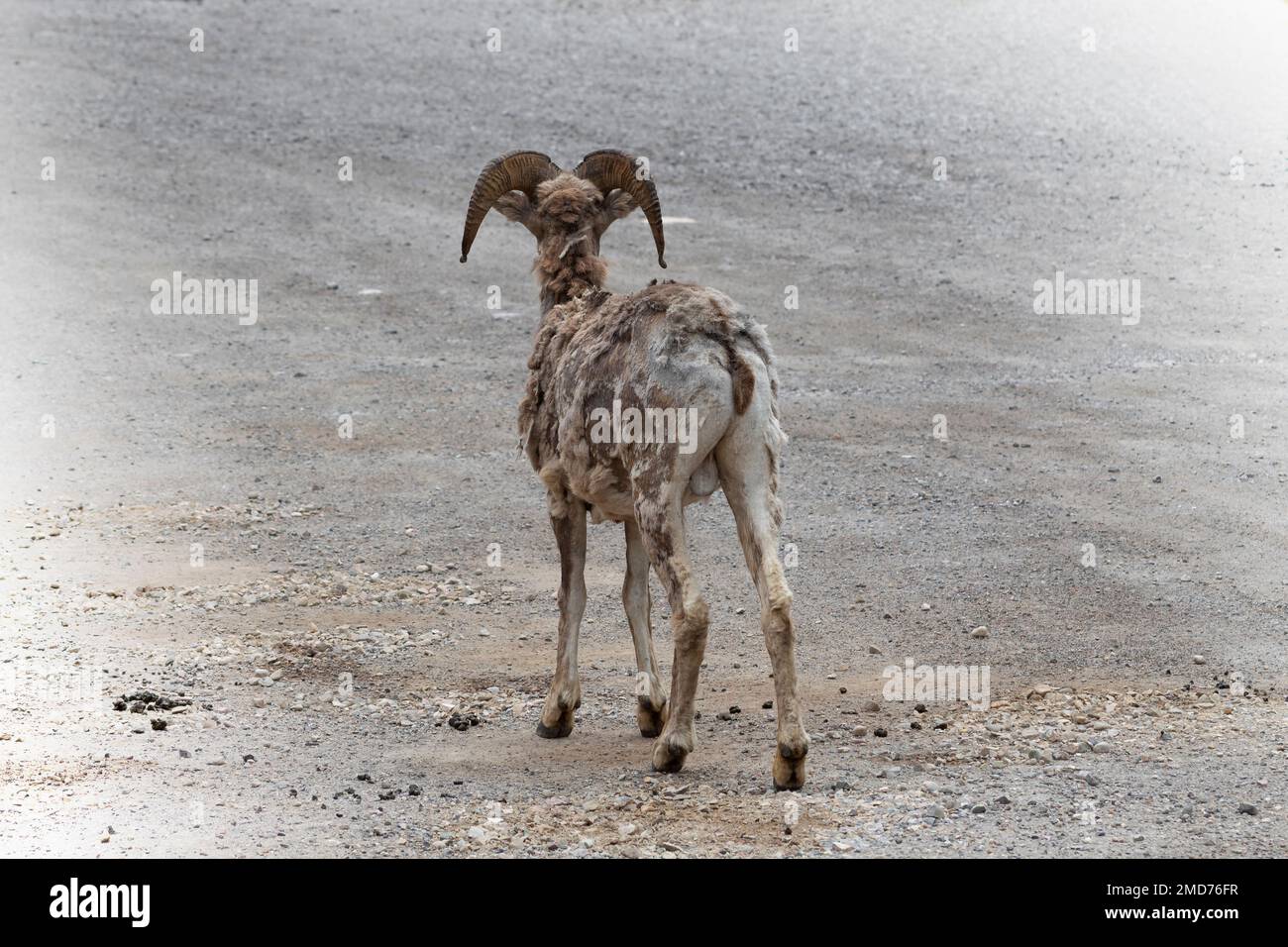 bighorn sheep from behind Stock Photo - Alamy