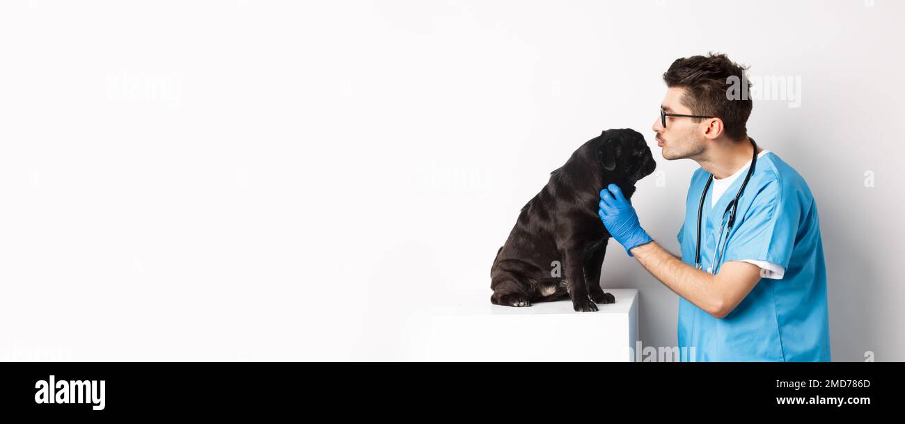 Handsome doctor veterinarian examining black pug, vet kissing and ...
