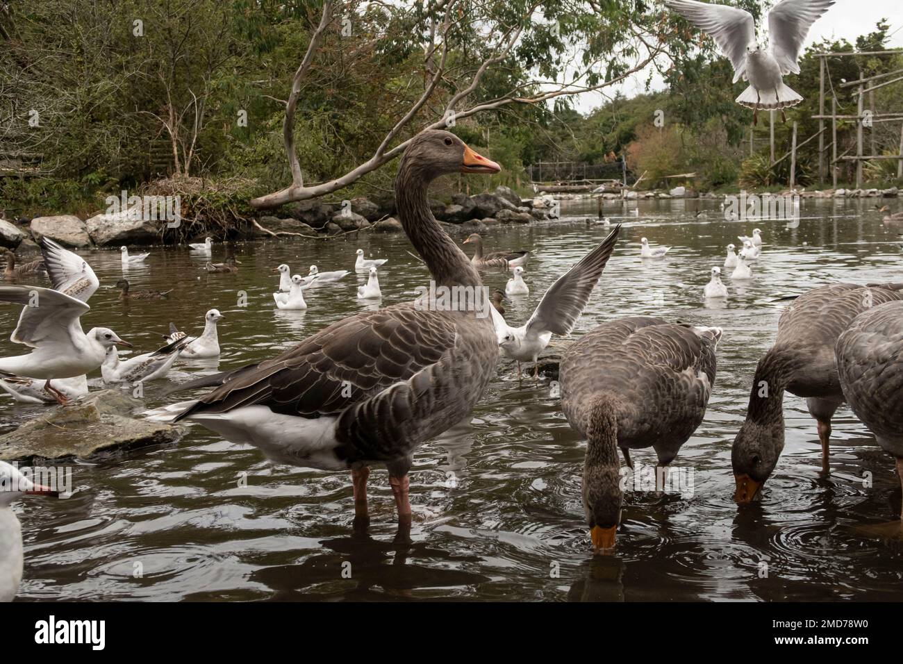 A flock of beautiful domestic geese by the lake Stock Photo - Alamy