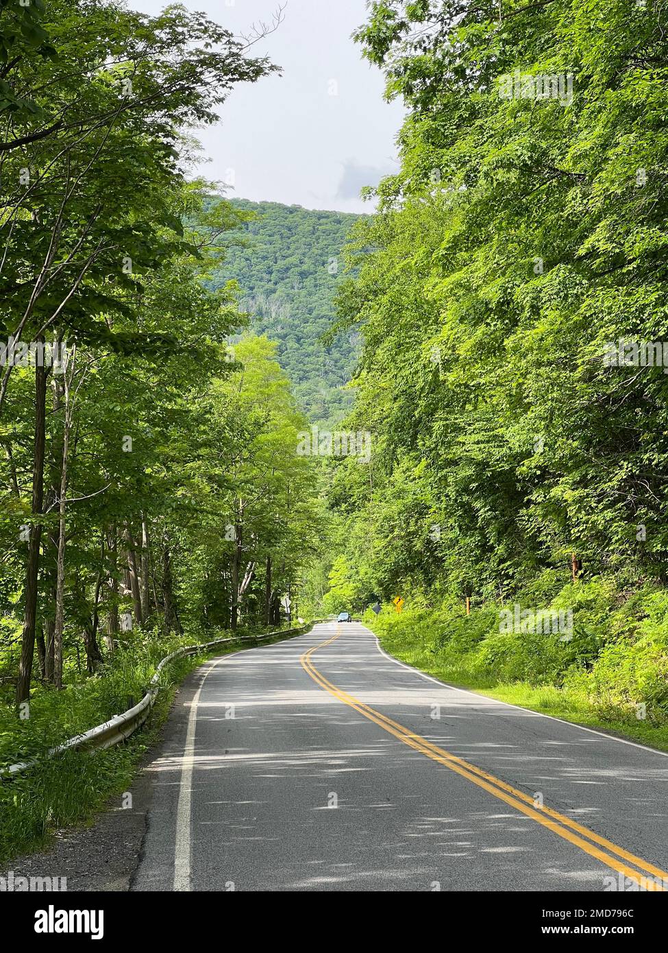 A vertical of an asphalt road surrounded by green leafy trees Stock ...