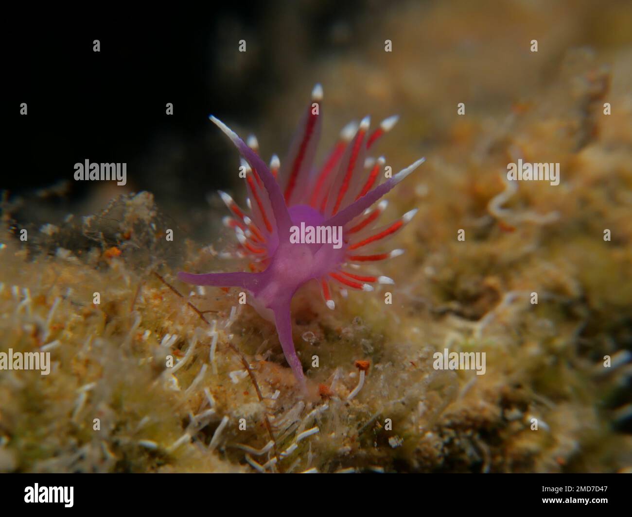 Tiny nudibranch hi-res stock photography and images - Alamy