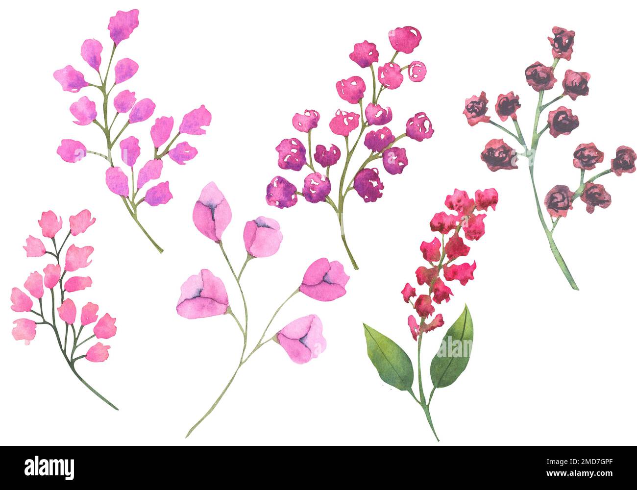 Set of watercolor flowers, hand drawn botanical illustration of flowers ...