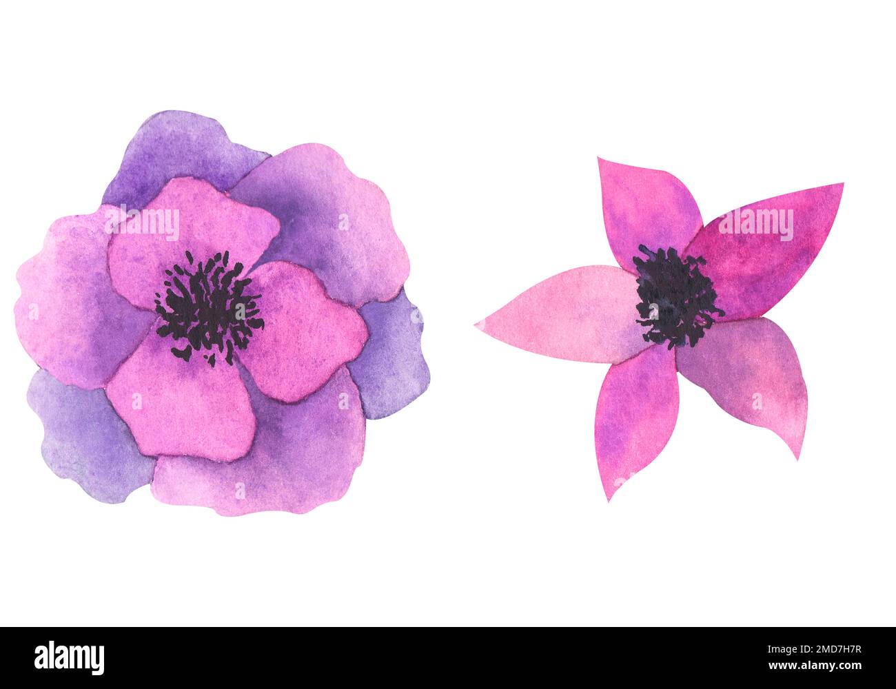 Set of watercolor flowers, hand drawn botanical illustration of flowers ...