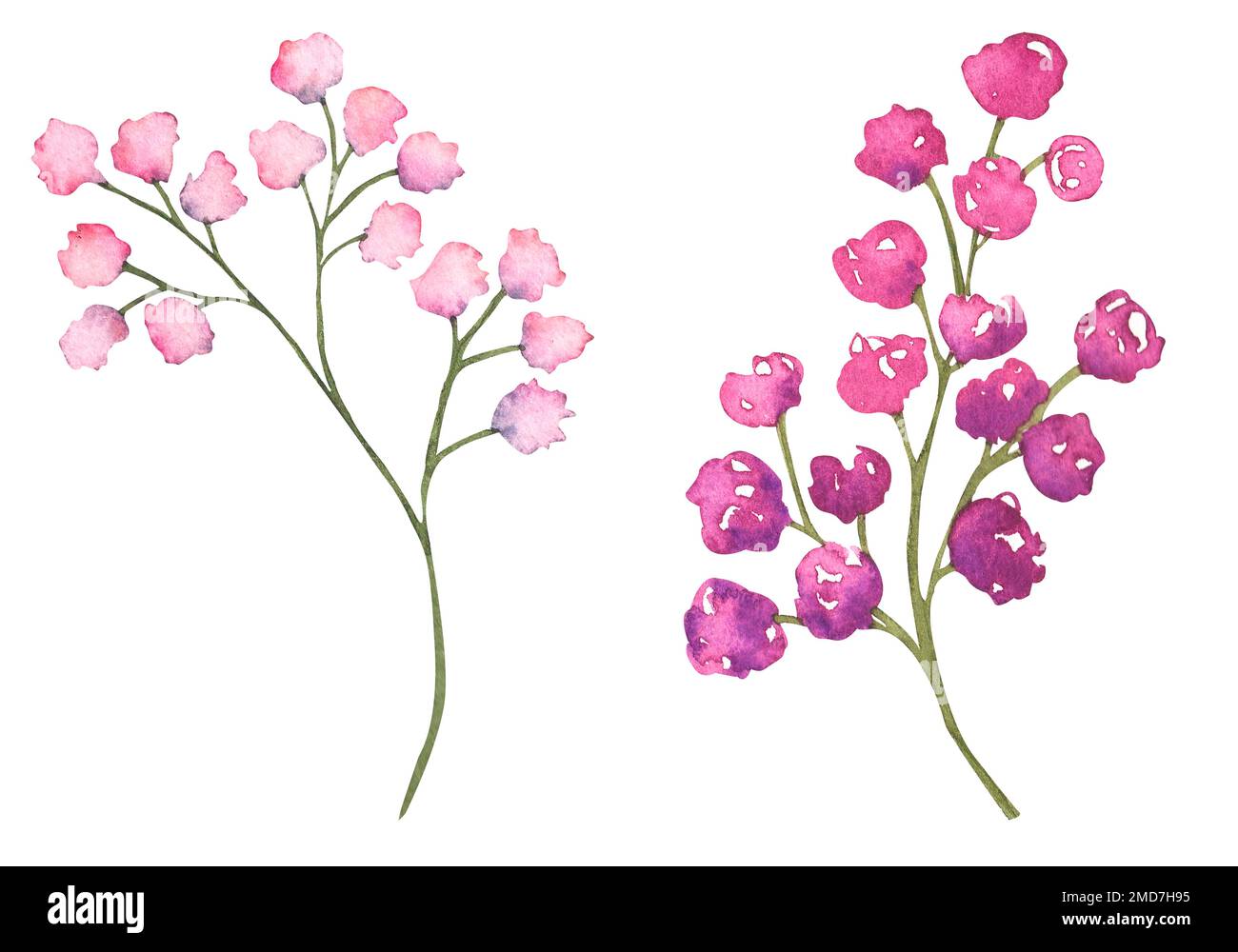 Set of watercolor flowers, hand drawn botanical illustration of flowers ...