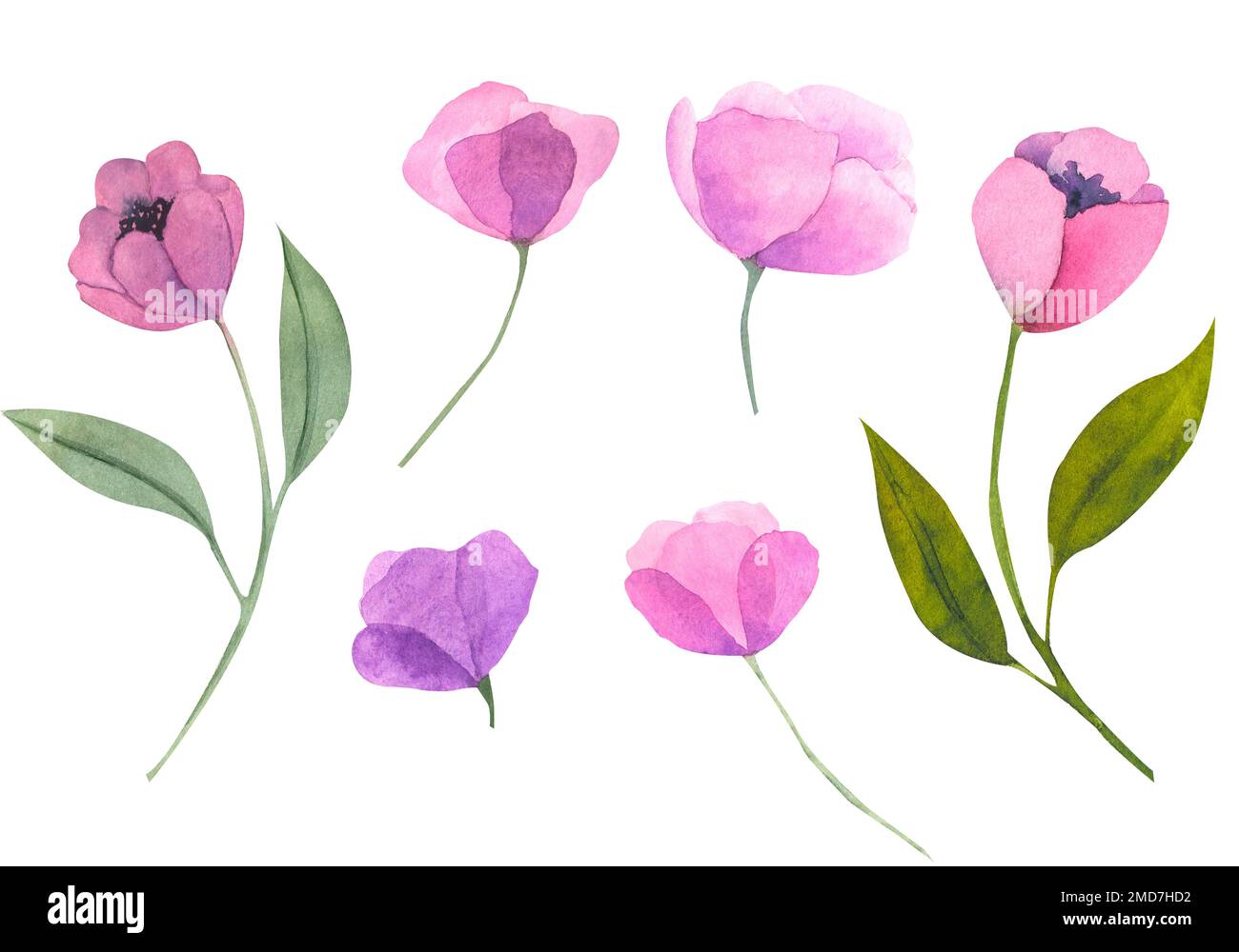 Set of watercolor flowers, hand drawn botanical illustration of flowers ...