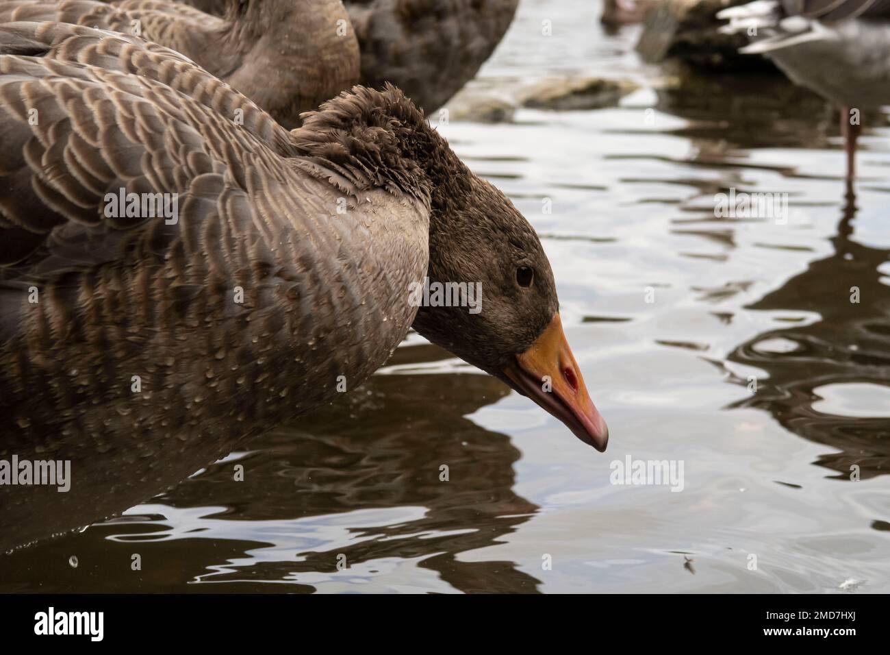 Domestic geese man hi-res stock photography and images - Alamy
