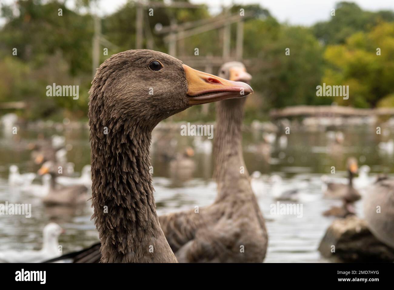 Domestic geese man hi-res stock photography and images - Alamy