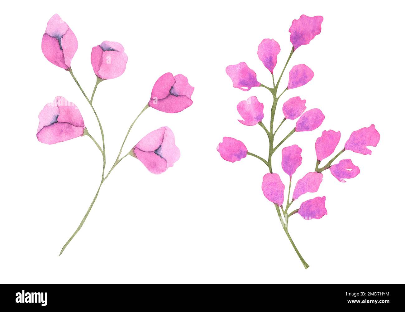 Set of watercolor flowers, hand drawn botanical illustration of flowers ...