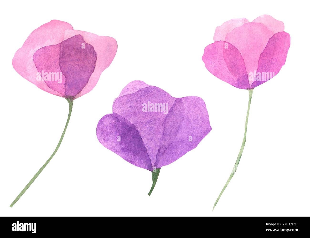 Set of watercolor flowers, hand drawn botanical illustration of flowers ...