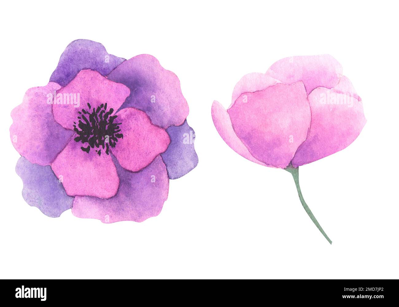 Set of watercolor flowers, hand drawn botanical illustration of flowers ...