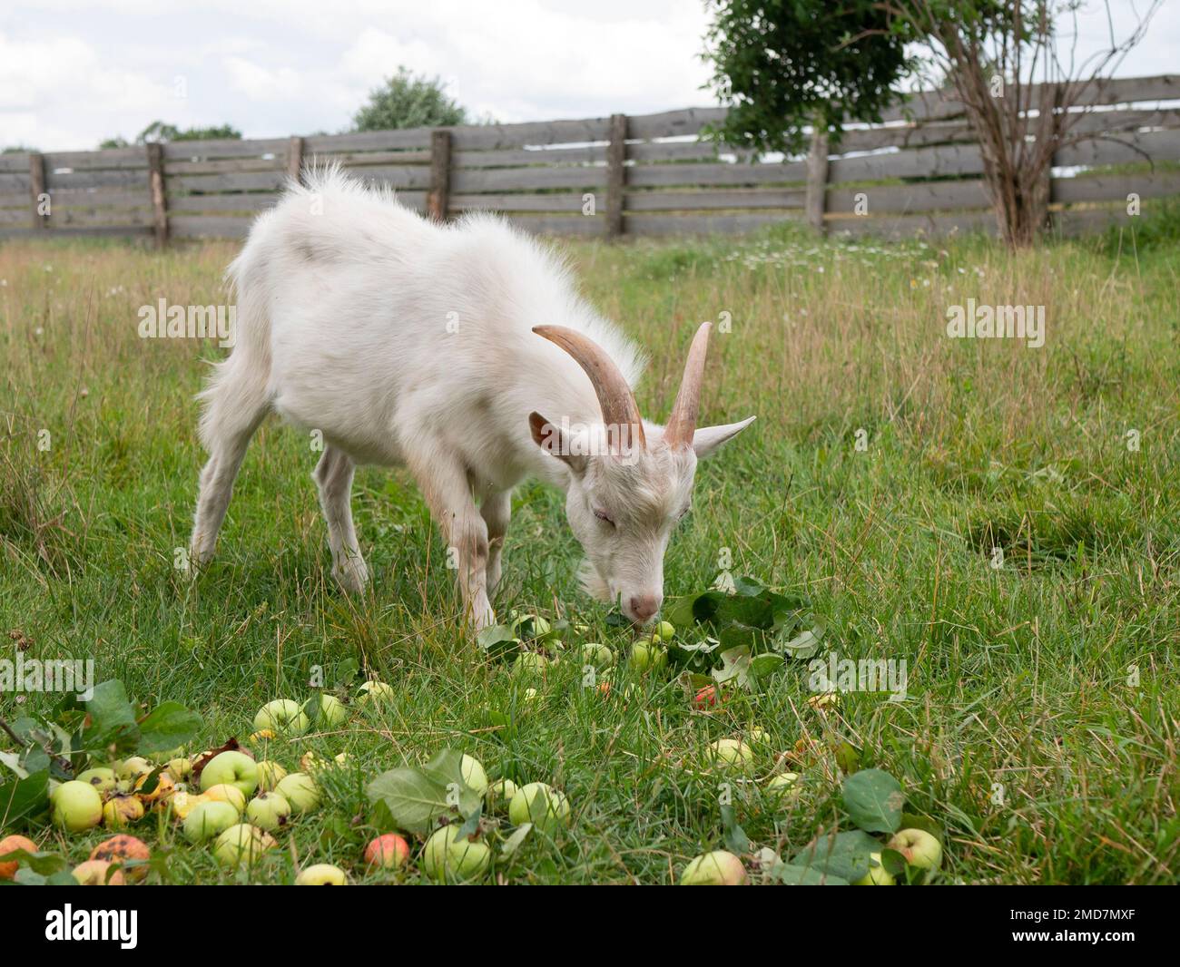 White furry horned goat is eating apples on farm, selective focus. Cud ...