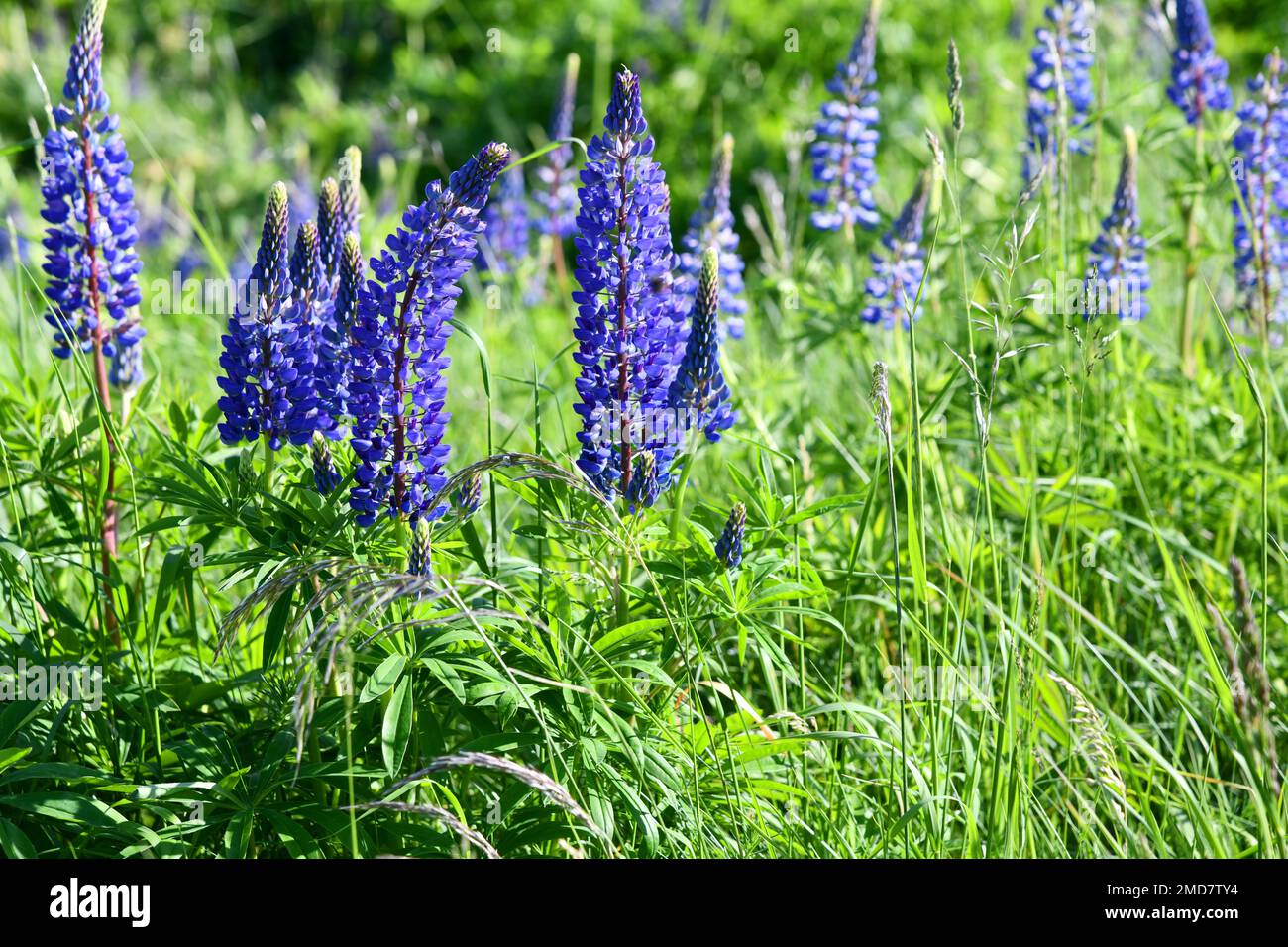 blue blooming lupins in a meadow Stock Photo - Alamy